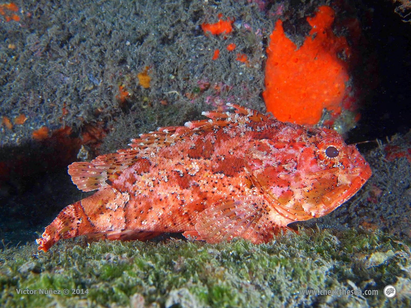 Check the Sea. Web de buceo y fotografía submarina de las Islas ...