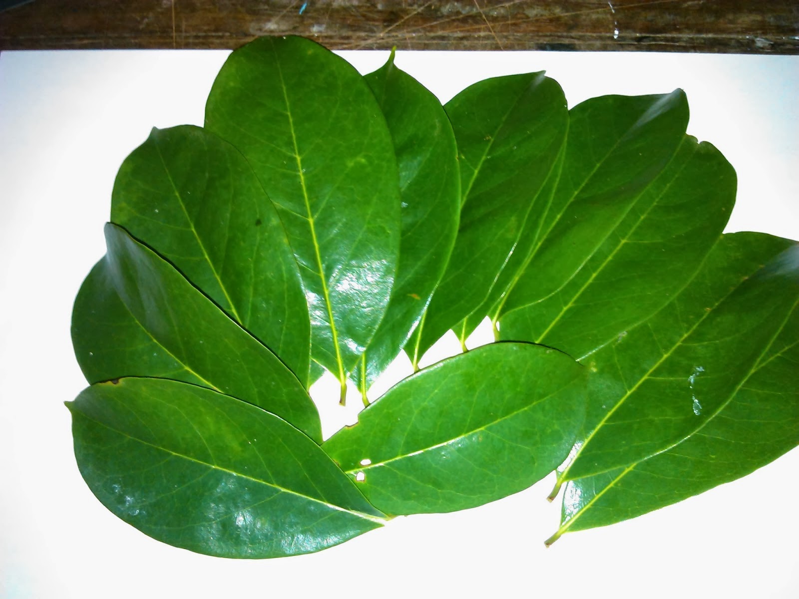 GRAVIOLA LEAF - DAUN SIRSAK INDONESIA: Graviola Dried Graviola Leaf ...