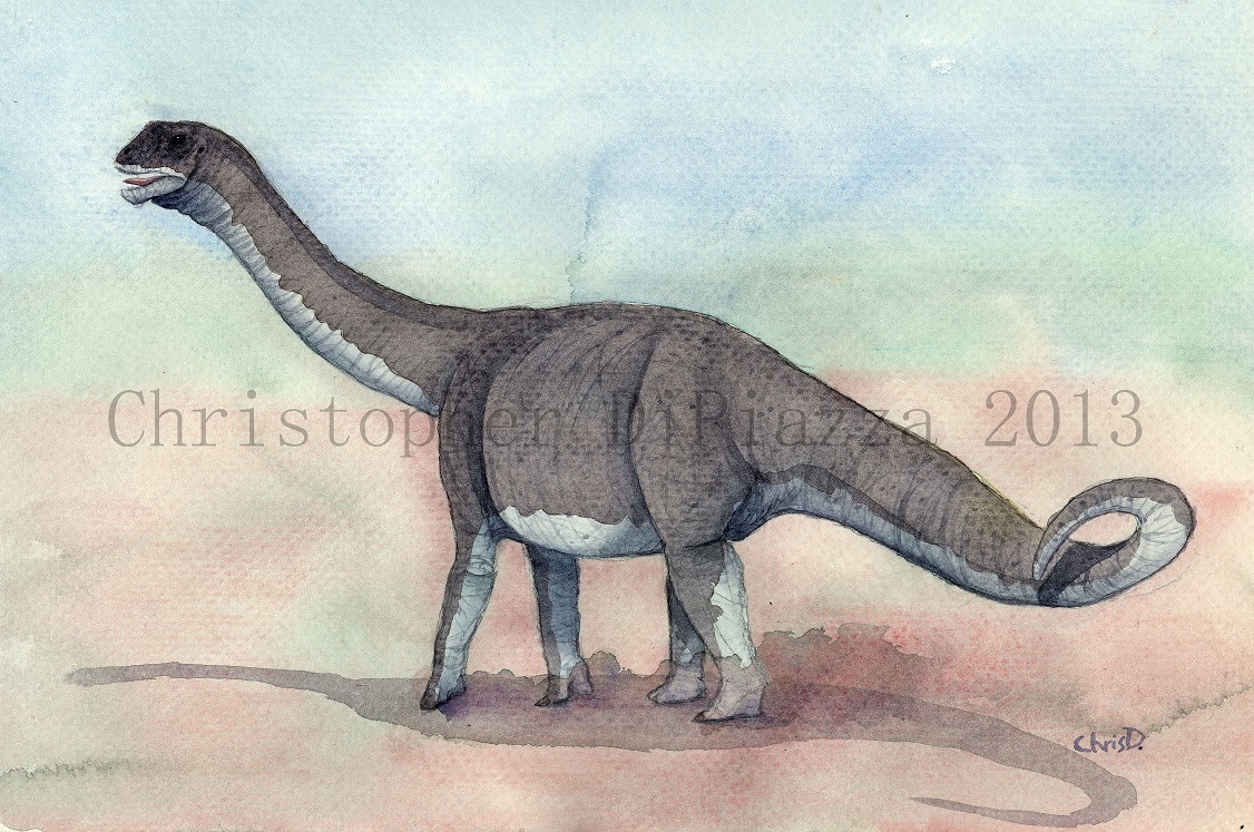 Camarasaurus