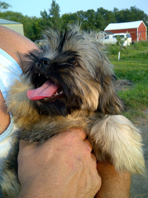 My Life in North Dakota: Pin Tzu (Miniature Pinscher Shih Tzu Cross)