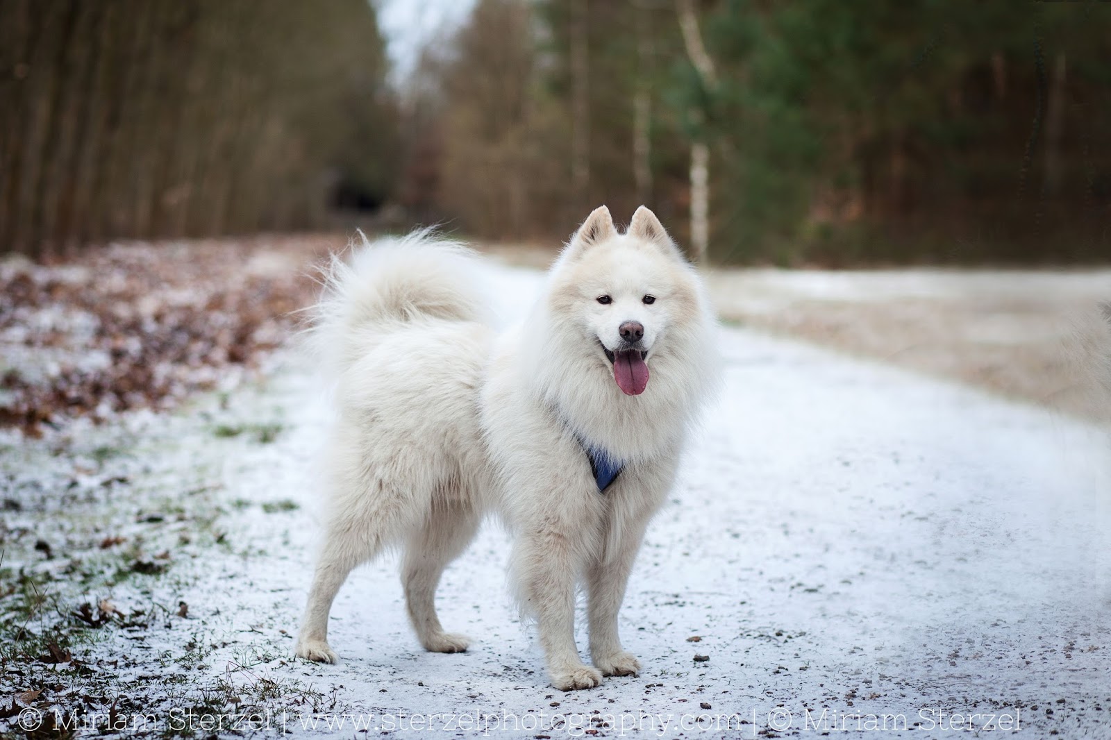 Samojedenzauber: Der Samojede