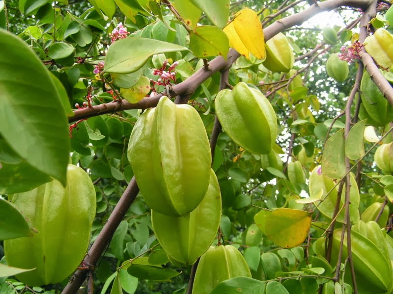 HutDoPI08: Klasifikasi Tanaman Belimbing