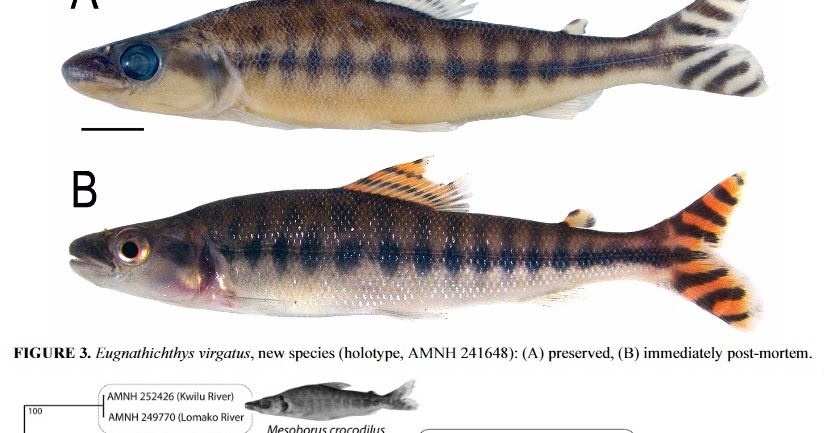 Species New to Science: [Ichthyology • 2013] Eugnathichthys virgatus ...