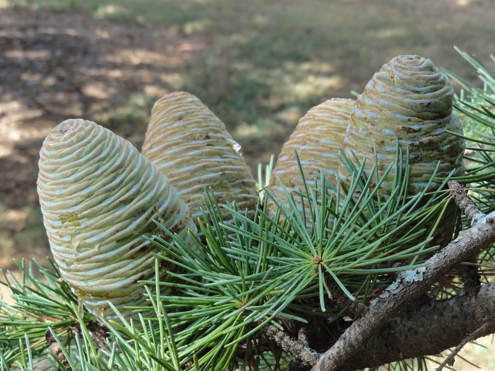 GoGardenNow - The Gardening Blog: Redcliffe Plantation - Home of James ...