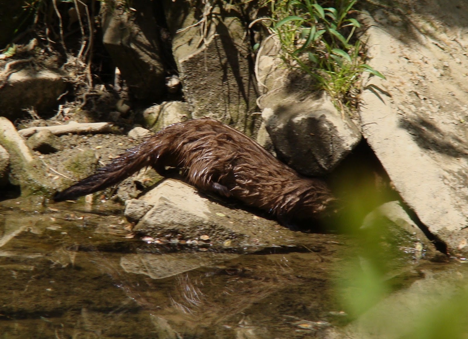 Ohio Birds and Biodiversity: Mink: long, low, and slinky