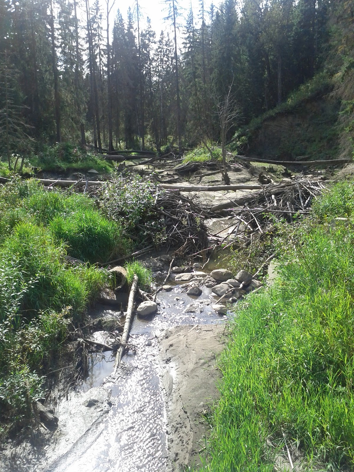 Family Fun - Adventures in Edmonton: Family Hike: Wedgewood Ravine ...