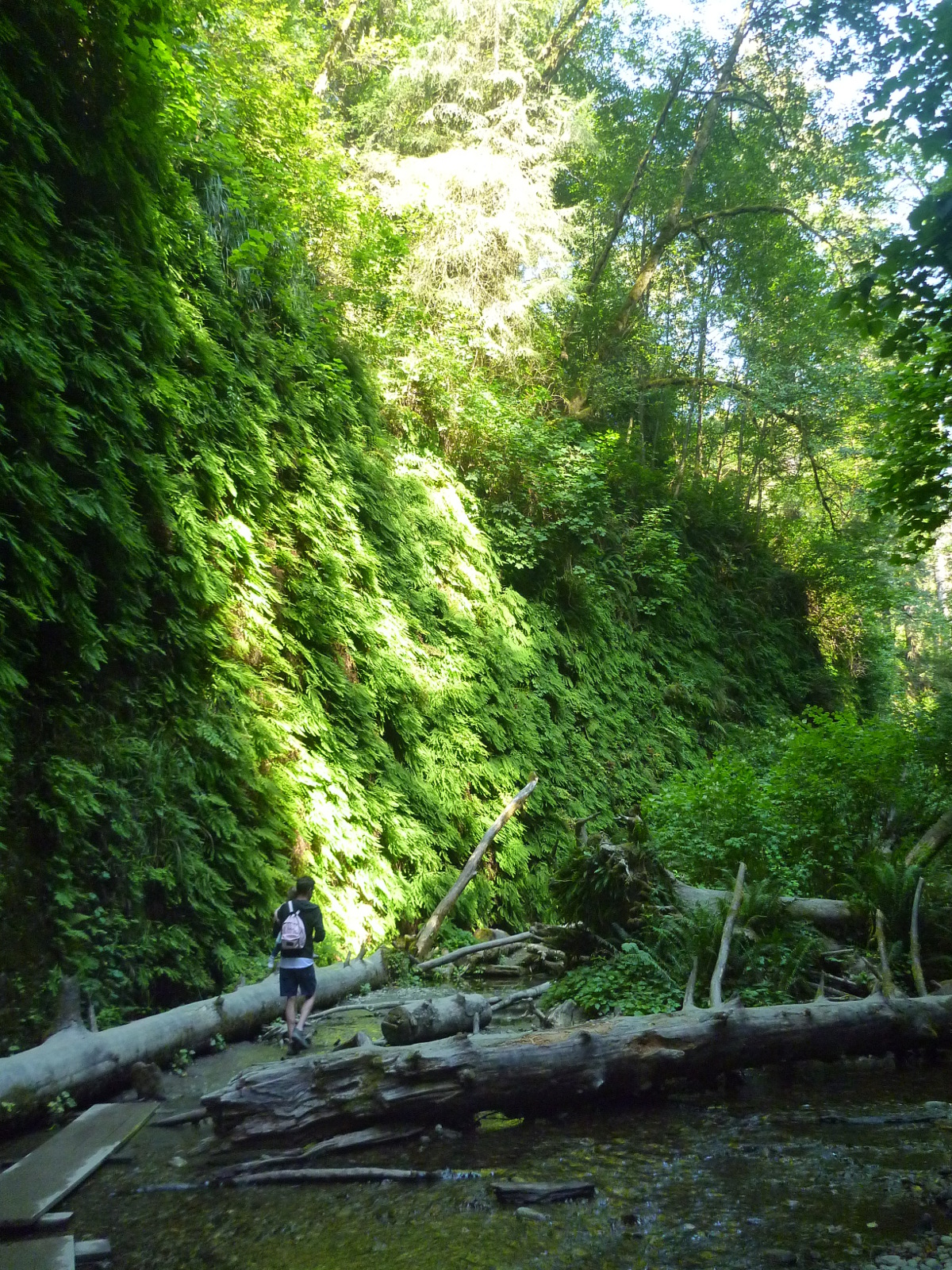 Trailing Ahead: Hiking between walls of moisture-dripping ferns and mosses: Fern Canyon