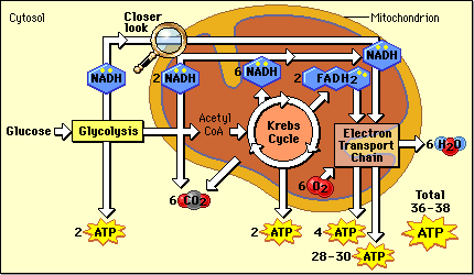 Berapa Sebenarnya Hasil ATP? | BIOLOGIPEDIA