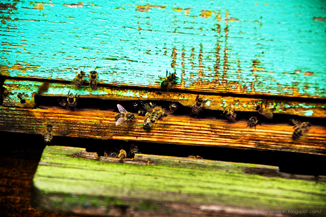 despre viata prin fotografie: despre pastoritul albinelor la Manastirea ...