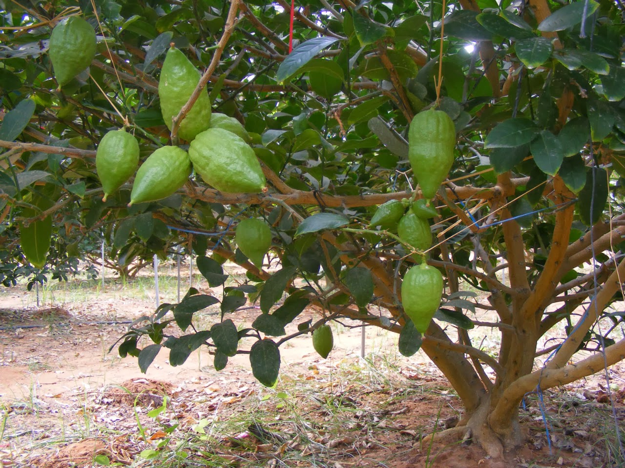 Science Fun for the Holidays: Our Message For Parents and Sukkot At ...