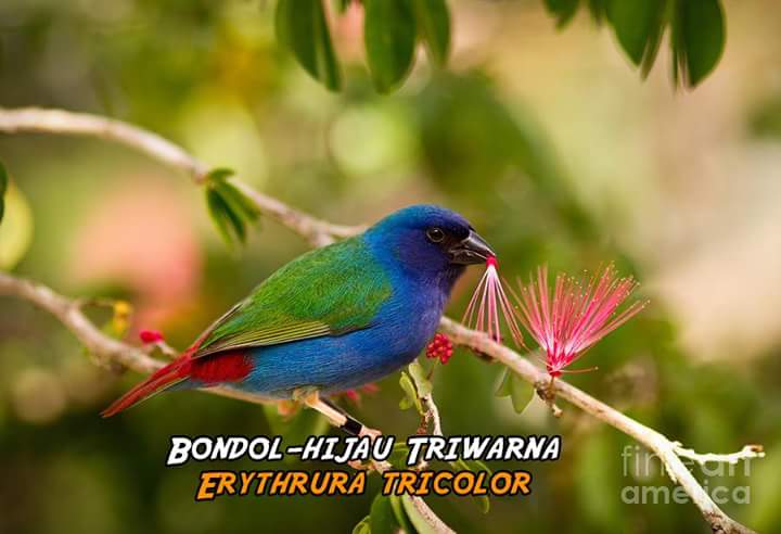 Super Cantik! 25 Jenis Finch Asli Indonesia - Gaco Gacor