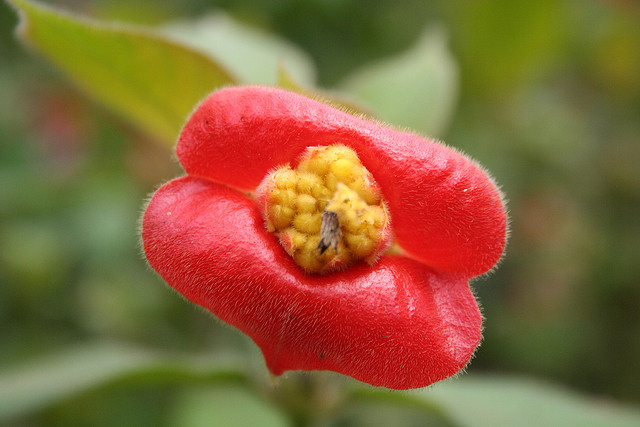 Paling Bagus 20+ Gambar Bunga Bibir Merah - Gambar Bunga Indah