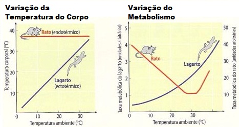 Sala BioQuímica: Endotérmicos versus Ectotérmicos: vantagens e desvantagens