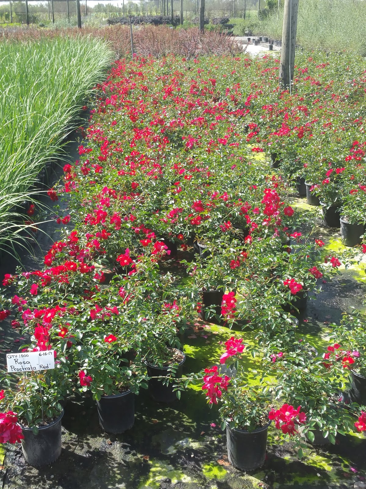 John's Western Tree Plant Photos: Rose - Prostrata Red and White #1 ...