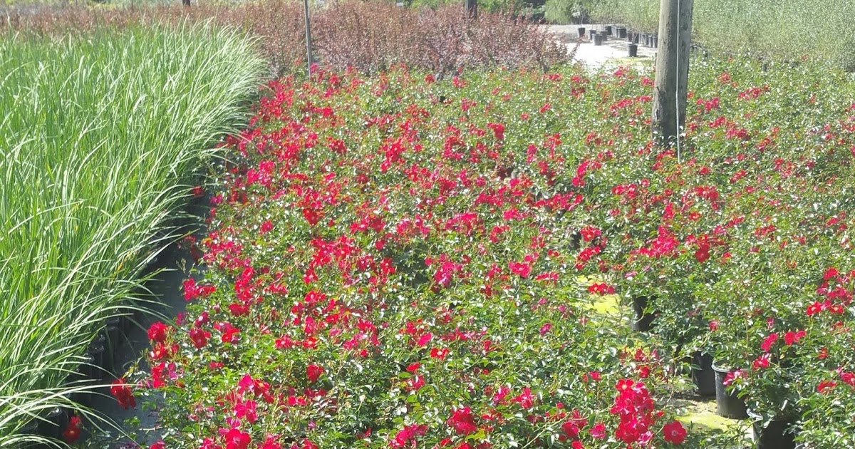 John's Western Tree Plant Photos: Rose - Prostrata Red and White #1 ...