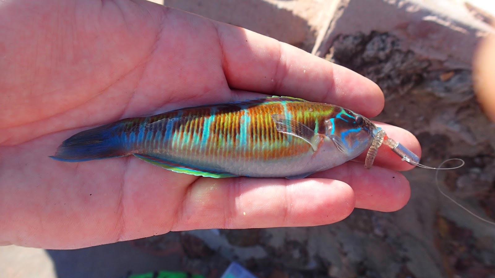 Lure and Light Game: Rockfish Menorca - Cala Morell to Son Parc