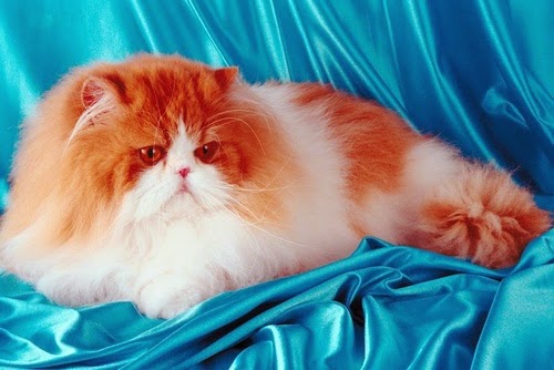 Pisica persana descriere cu imagini ~ Poze rase de pisici apartament si ...