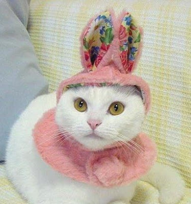 Catturday : Kucing-Kucing Yang Memakai Topi Lucu | Kucing gue