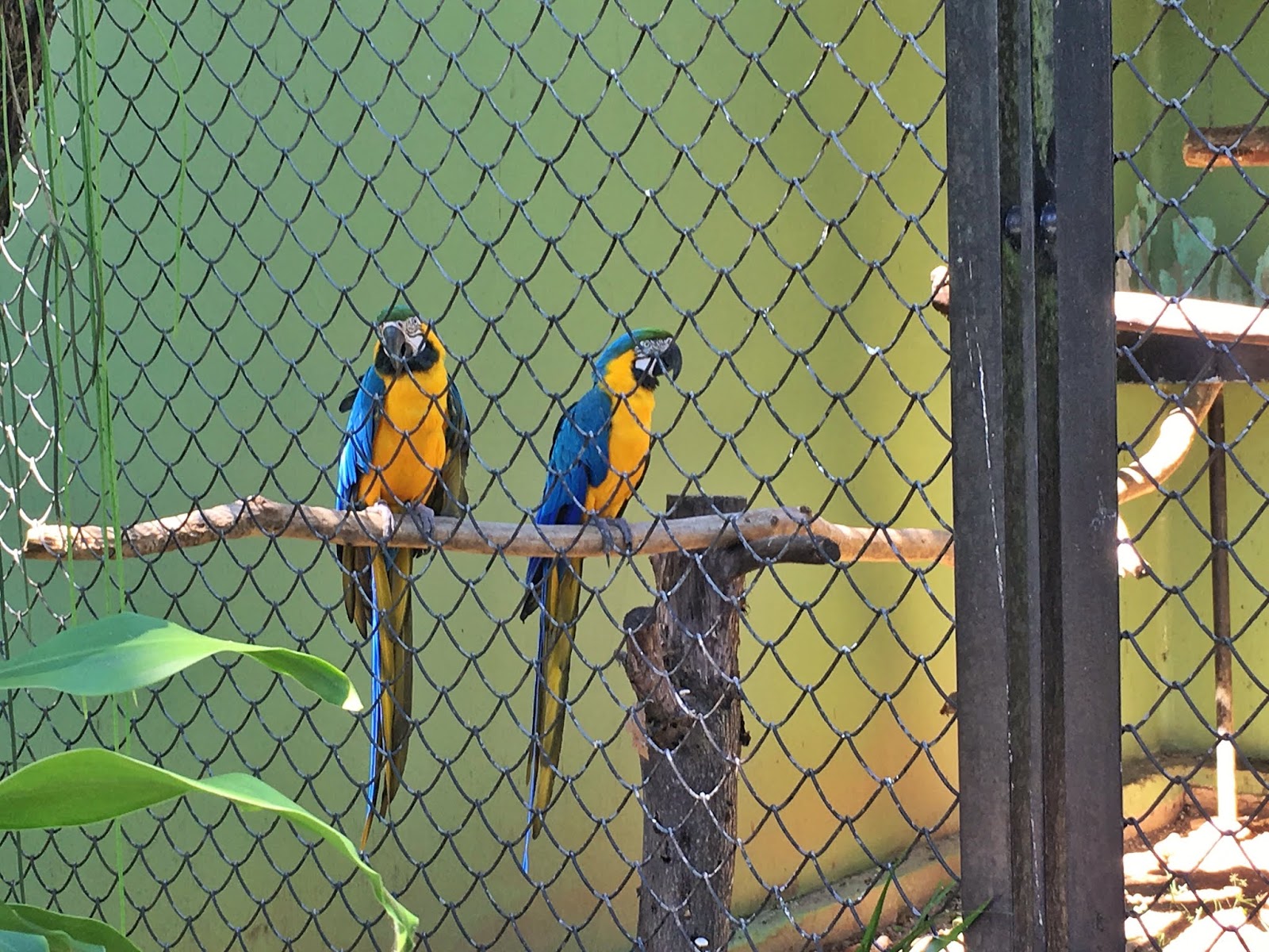 Como é o Zoológico do Rio | Brasileira Viajante