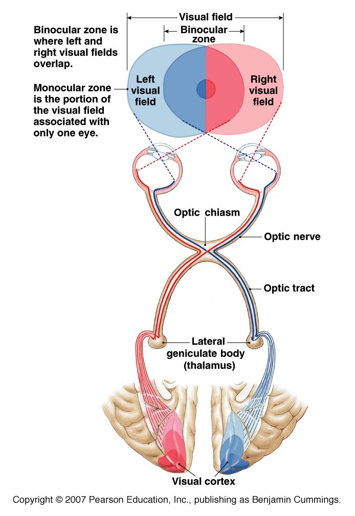 El Blog de Isa y Juan: Visión esteoscópica y esterofotografía