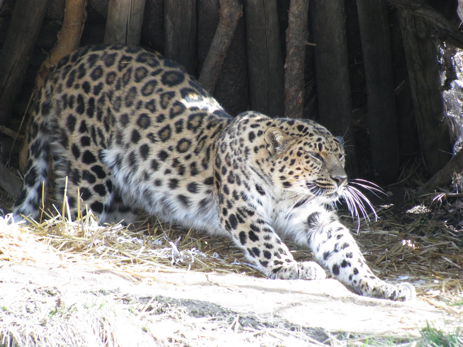 Cathedrals and Crocodiles: Amur Leopard