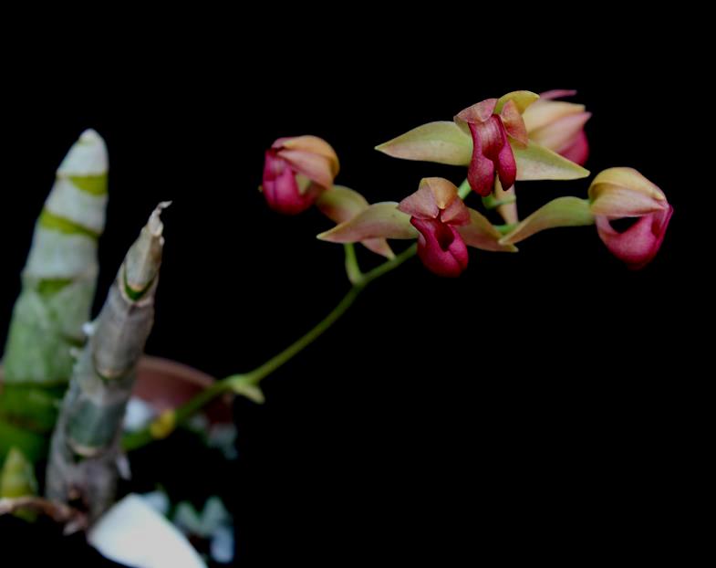 Triang Botanical Valley: Mormodes buccinator