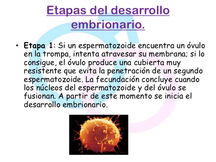 ETAPAS DEL DESARROLLO EMBRIONARIO: 2015