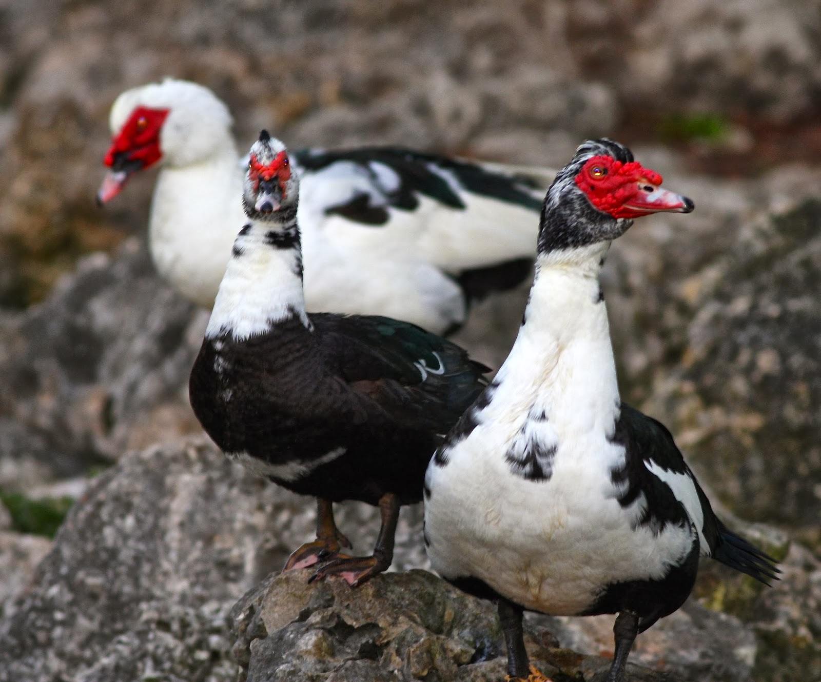 A Welsh Birder Abroad: Suburban Miami for ABA Birds and Exotics (Part 1)