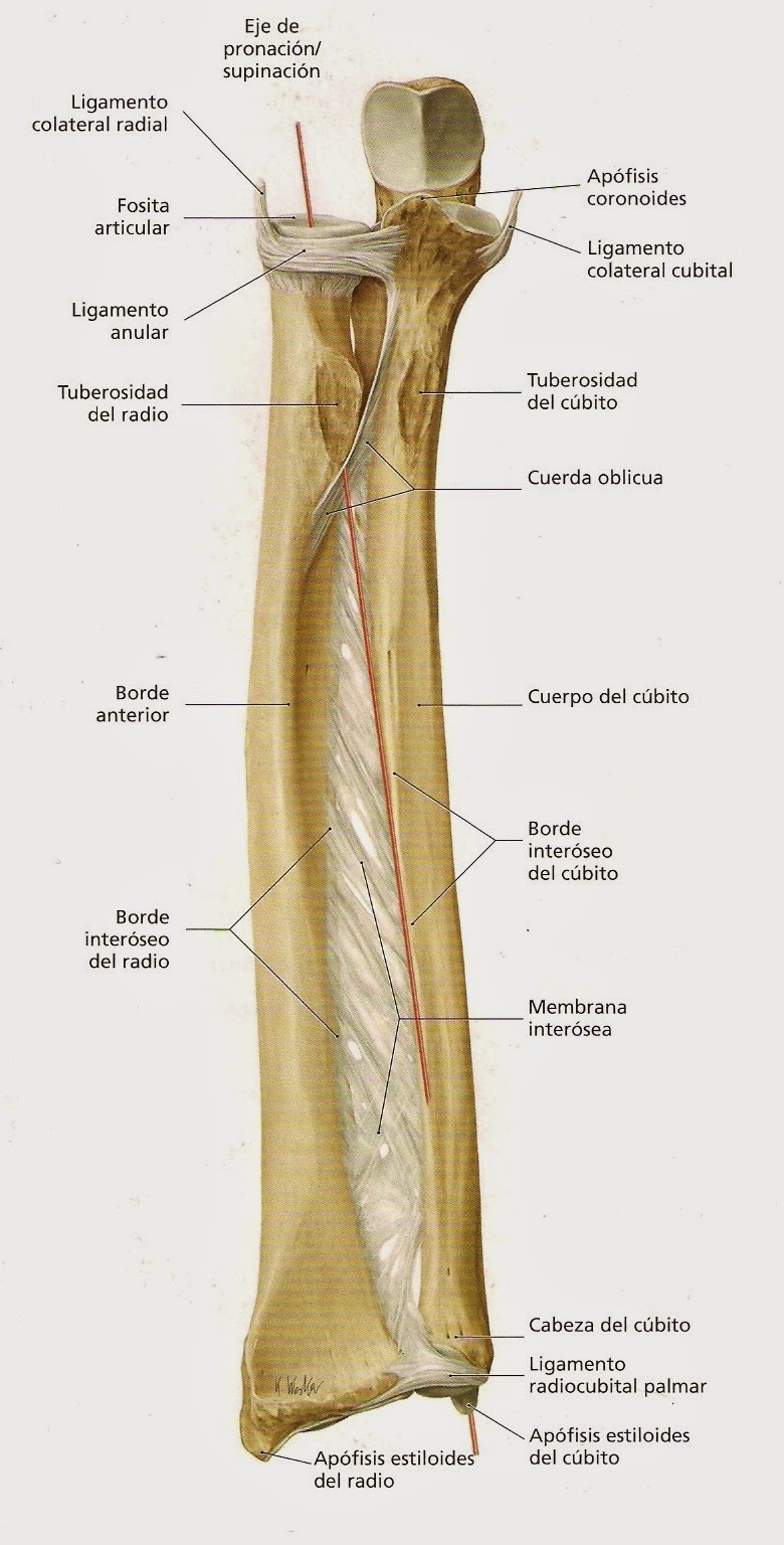El codo y el antebrazo: biomecánica, articulaciones y técnicas de ...