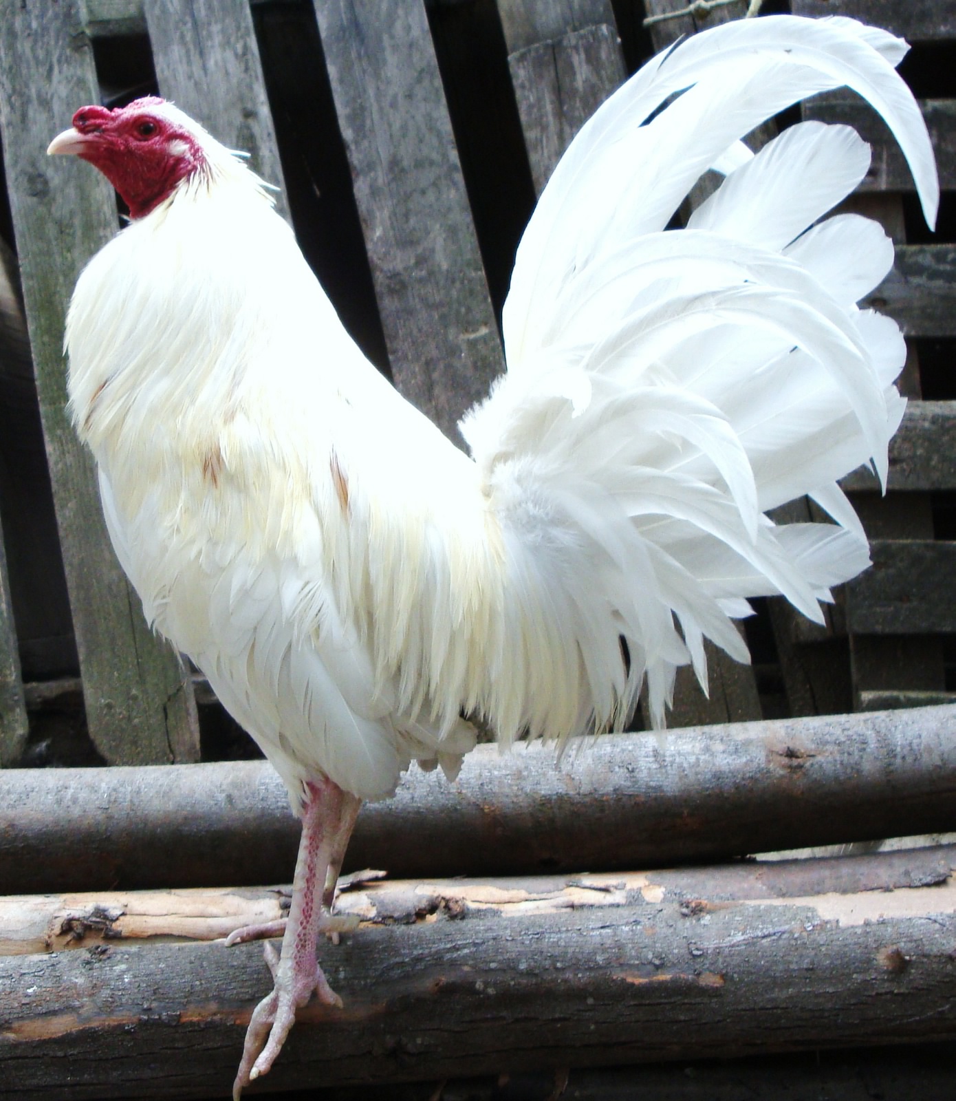 Gallos finos de pelea criadero los zorro