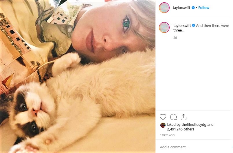 That's Purrfect: Taylor Swift and Cats