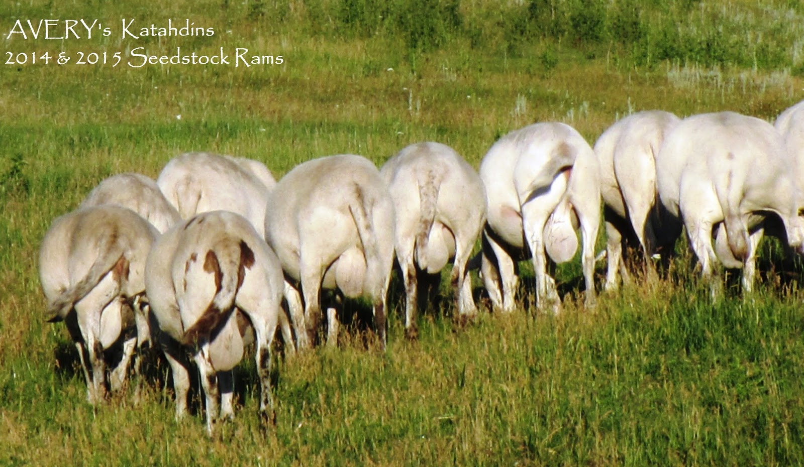 AVERY's KATAHDIN SHEEP