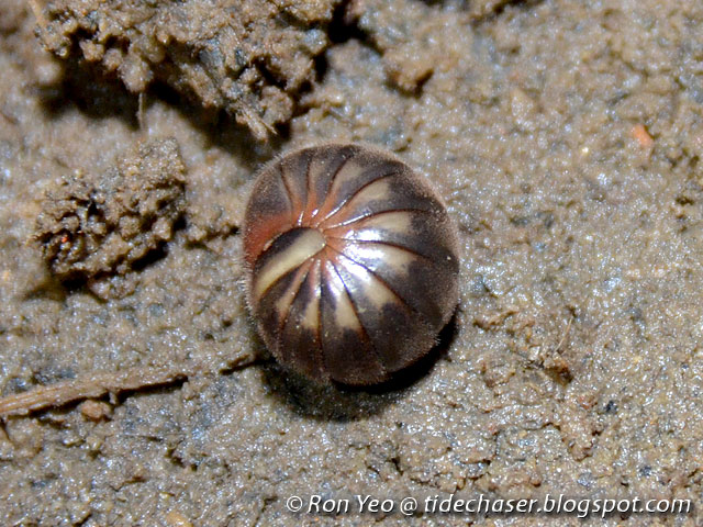 tHE tiDE cHAsER: Millipedes (Phylum Arthropoda: Class Diplopoda) of ...