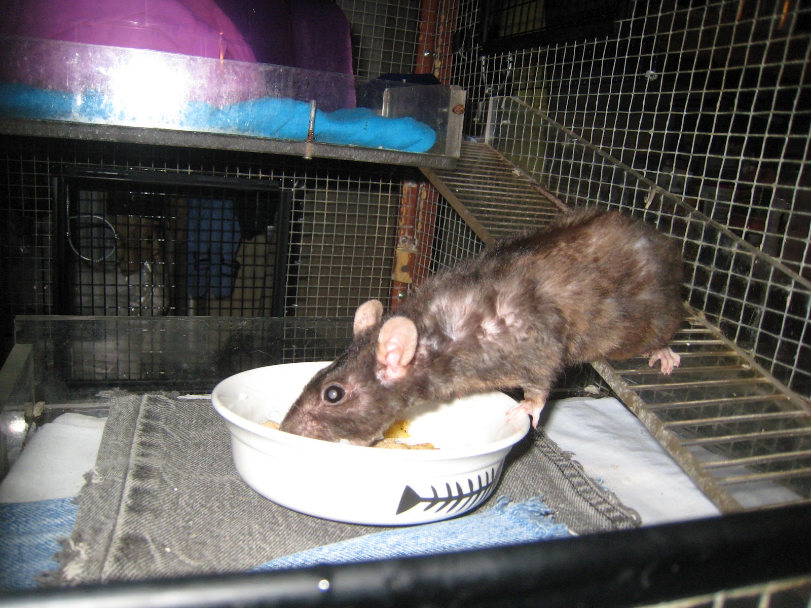 Exotic Pet Keepers: Carolina Rat Is Still With Us