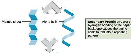 Structure and Formation of Protein | Escience zone