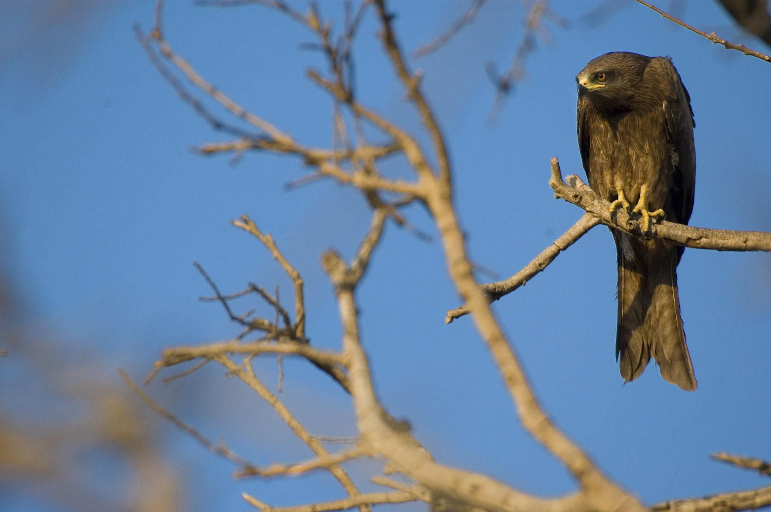 Talking pictures: Secret lives: Pariah / Black kite (Milvus migrans)