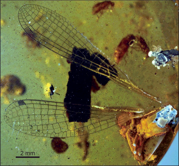 Species New to Science: [PaleoEntomology • 2017] Mesosticta ...