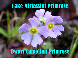 Dewey's Treehouse: A natural history lesson: Primrose Seeds