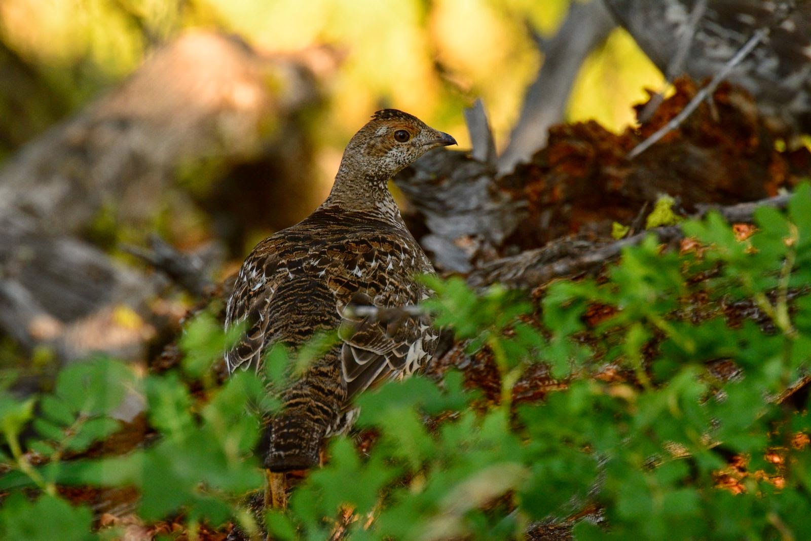 Turbo's Track and Photo Tour: Dusky and Ruffed Grouse Chicks(20140804 ...