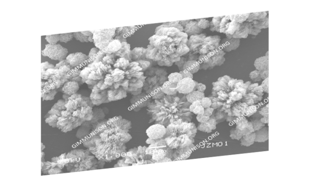 [Sitio Web del G I M M - U N I S O N] Fortalece colaboración GIMM ...
