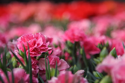 Carnations and Lady Smocks | A Shakespeare Garden