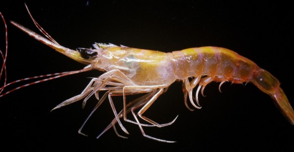 Variety of Life: Solenoceridae