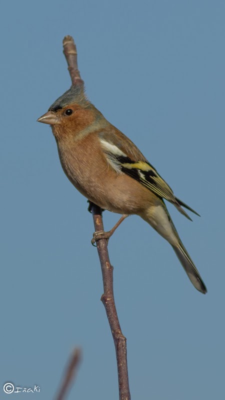 Nosoloaves - Aves del mundo (Birds of the world): Pinzon vulgar ...