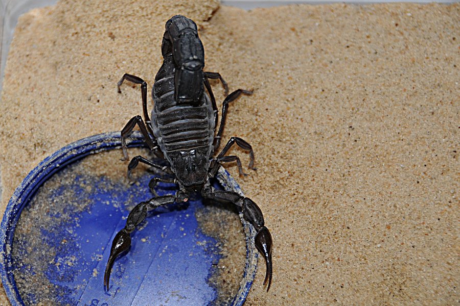 Birds of Saudi Arabia: Arabian fat-tailed scorpion - Dhahran Hills