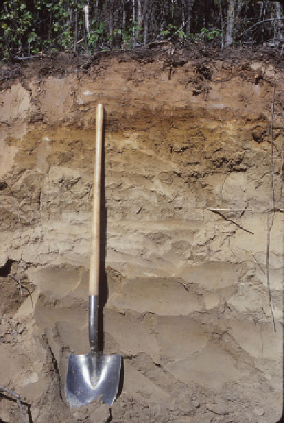 Horizon Epipedon Tanah - Guru Geografi