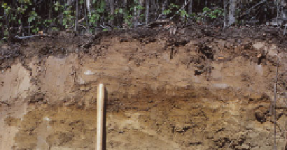 Horizon Epipedon Tanah | Gurugeografi.id