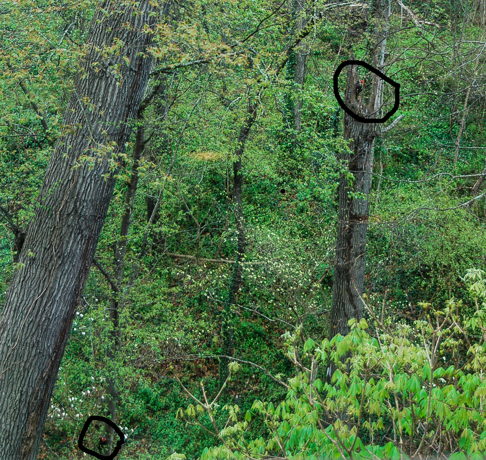 Pileated woodpeckers