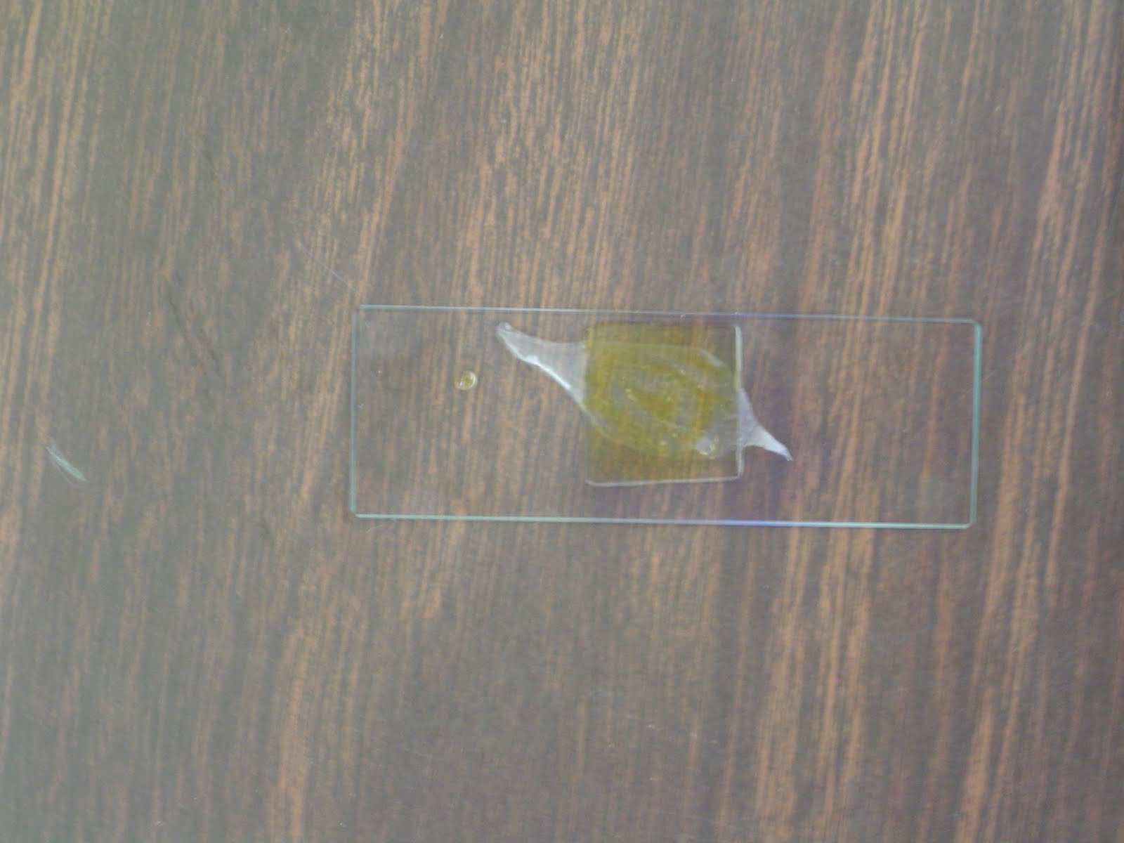 The Adventures of the Ashley Bryan School!: June 2011