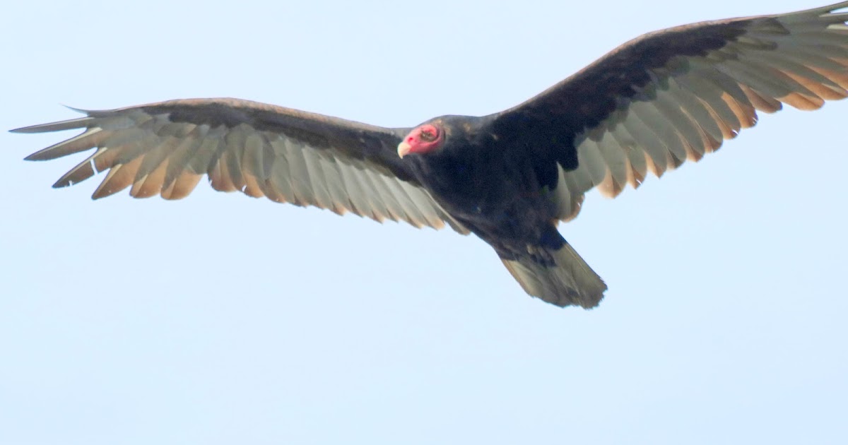 PhotoTonyG: Turkey Flight