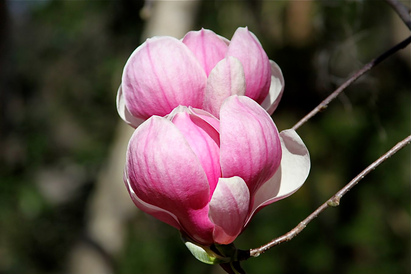 Sweet Southern Days: Japanese Magnolia Blossoms